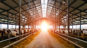 Ranch House Salts - United Salt