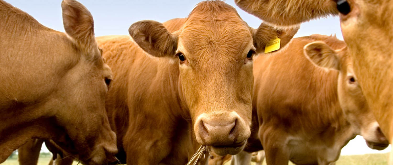 Ranch House Salts - United Salt