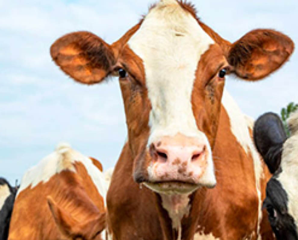 Plain Block Salt - United Salt