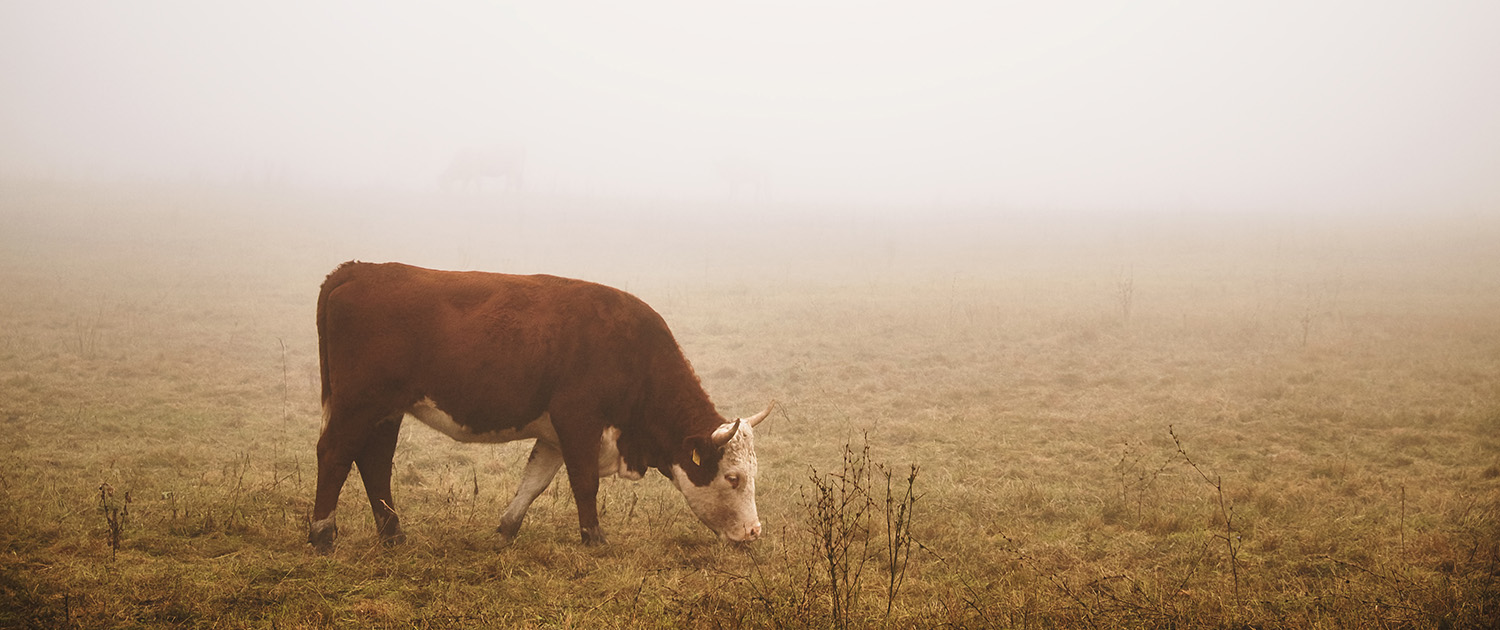 Ranch House Salts - United Salt